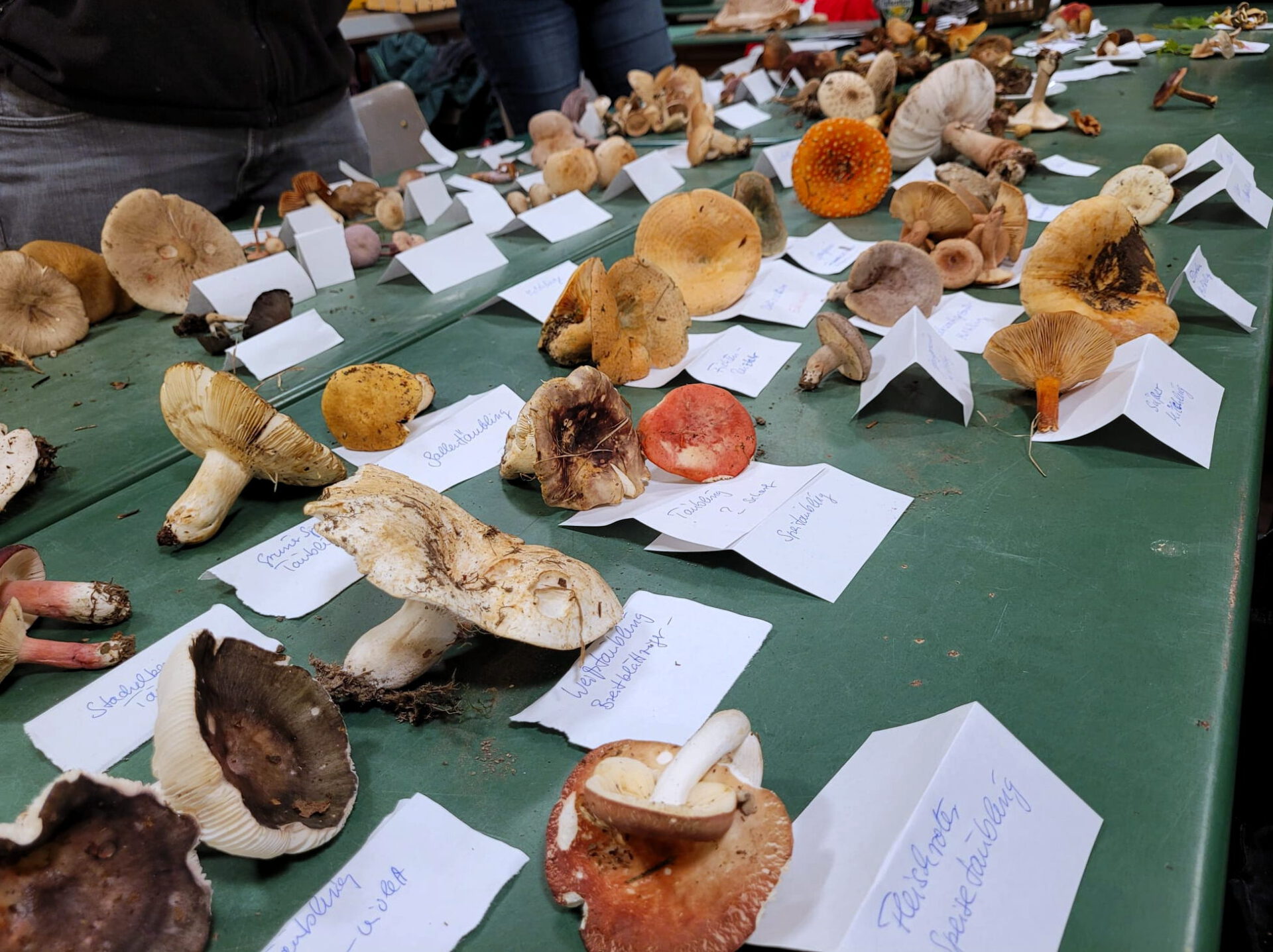 Neuigkeiten – Arbeitsgemeinschaft Pilz